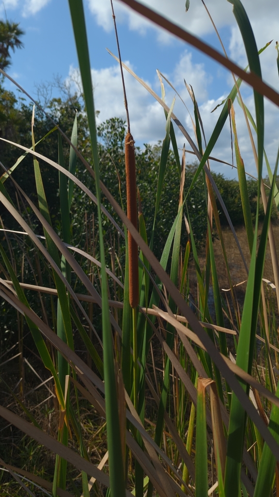 southern cattail from Miami-Dade County, FL, USA on March 17, 2024 at ...