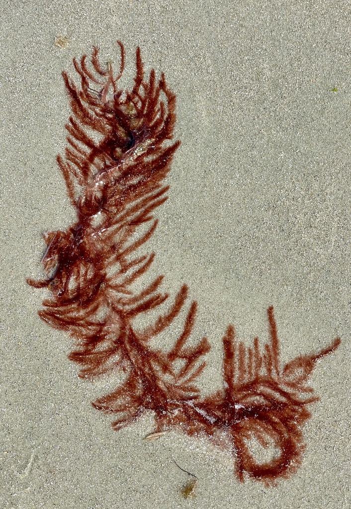 dasya family from North Atlantic Ocean, SC, US on March 10, 2024 at 03: ...