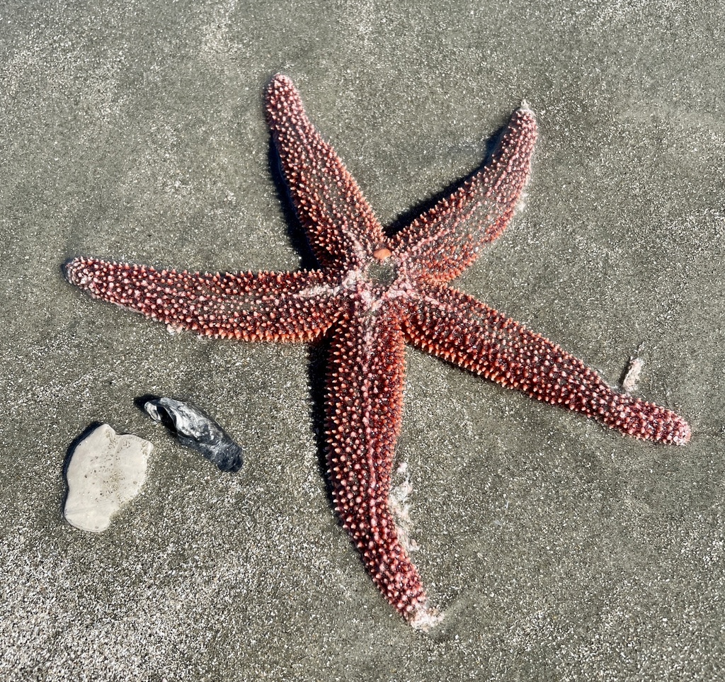 Forbes's Sea Star from North Atlantic Ocean, SC, US on March 10, 2024 ...