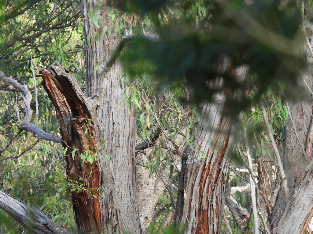 Red Stringybark from Panton Hill VIC 3759, Australia on March 15, 2024 ...