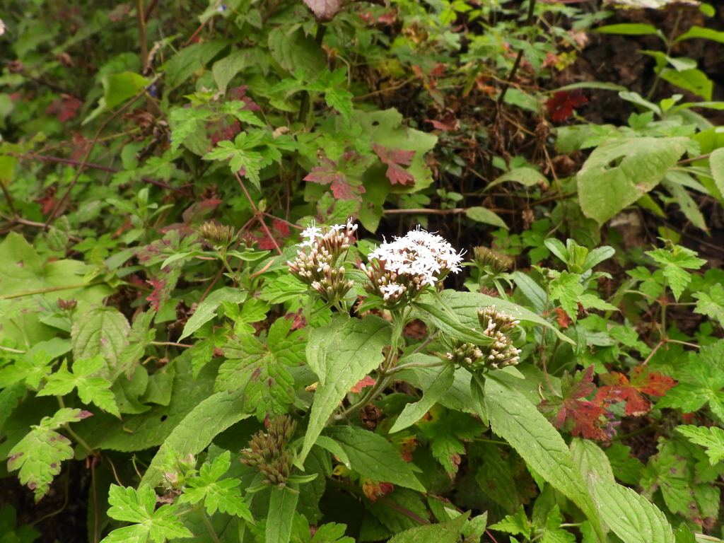 Roundleaf Candyleaf from Reserva de la Biósfera Santuario Mariposa ...