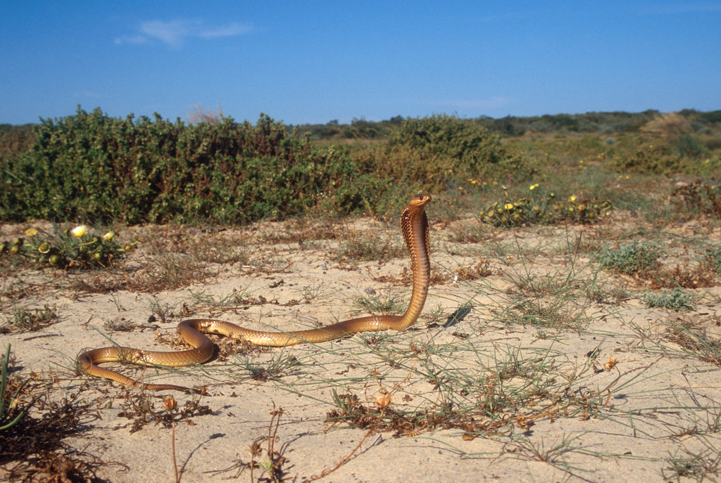 Cape Cobra from District de West Coast, Afrique du Sud on October 10 ...