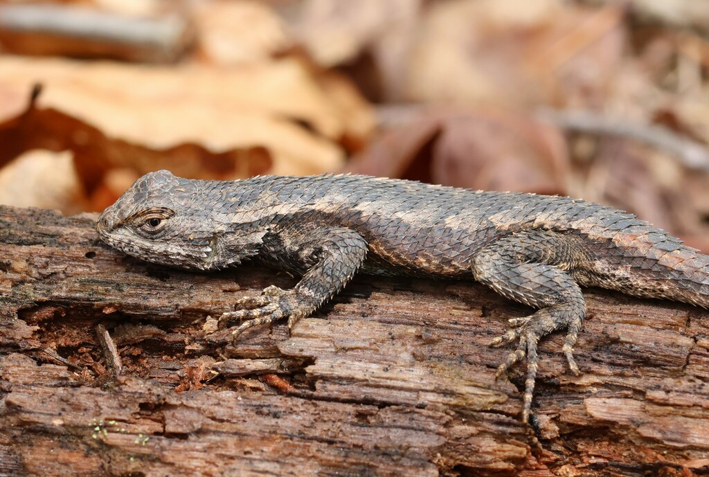 Eastern Fence Lizard from Madison County, NC, USA on March 16, 2024 at ...