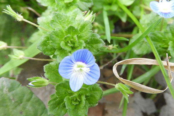 bird's-eye speedwell from Great Falls, VA, USA on March 17, 2024 at 01: ...