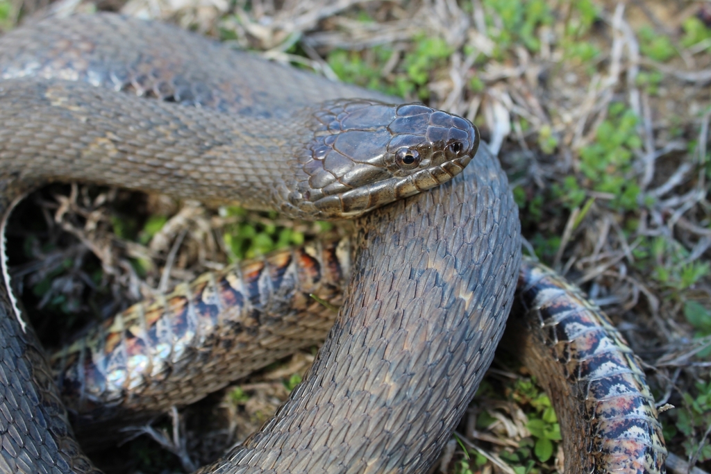Common Watersnake in March 2024 by Danica. Here's my observation of a ...