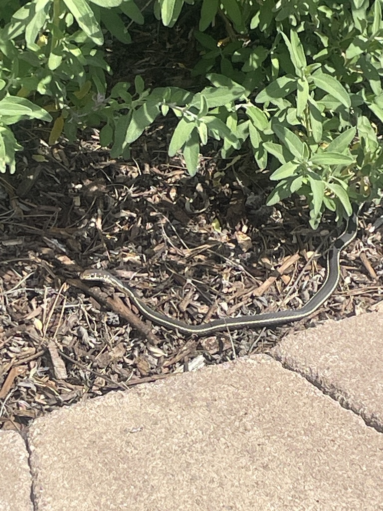 Striped Racer from Via Asoleado, Alpine, CA, US on March 17, 2024 at 02 ...