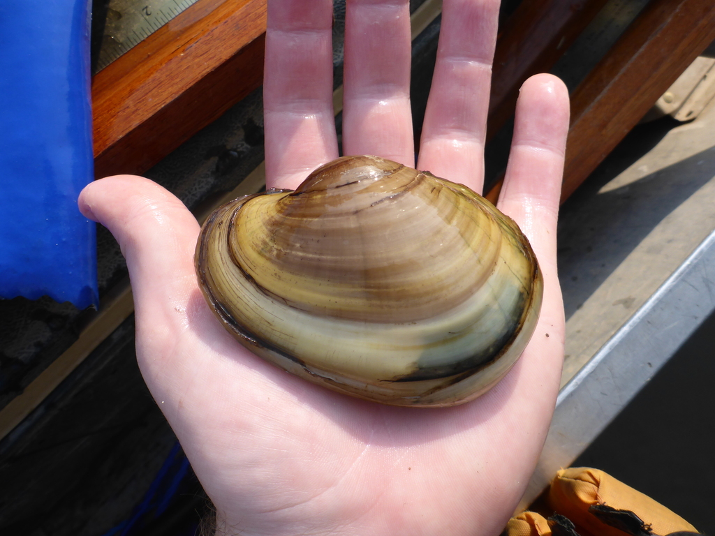 Plain Pocketbook from Jackson County, MN, USA on August 2, 2023 at 05: ...