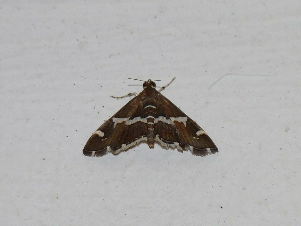 Hawaiian Beet Webworm Moth from Luxor, Luxor Governorate, Egypt on ...