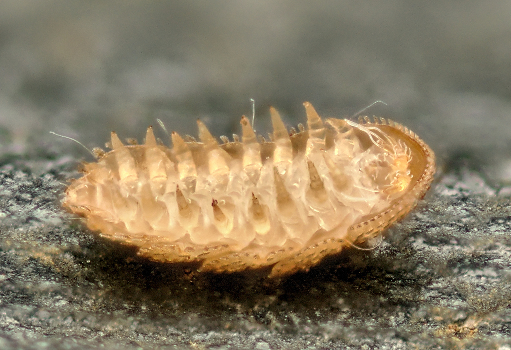 Paratropoda