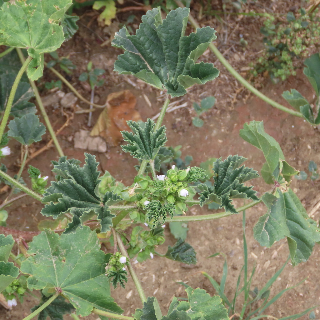 cheeseweed mallow from Palm Desert, CA, USA on March 15, 2024 at 01:00 ...
