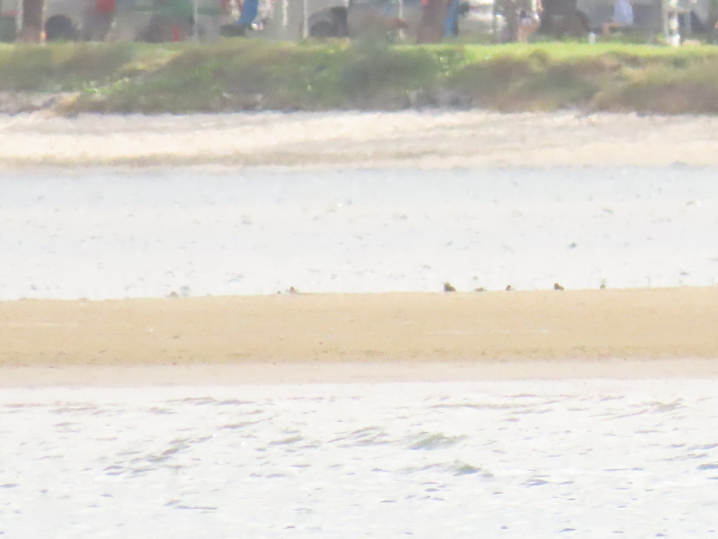 Double-banded Plover from Gold Coast QLD, Australia on March 17, 2024 ...