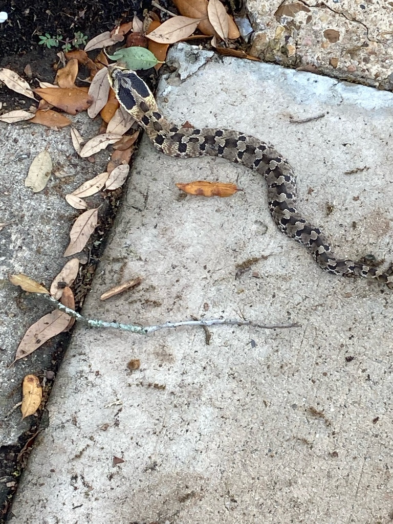 Eastern Hognose Snake from Manhattan Dr, Houston, TX, US on March 17 ...
