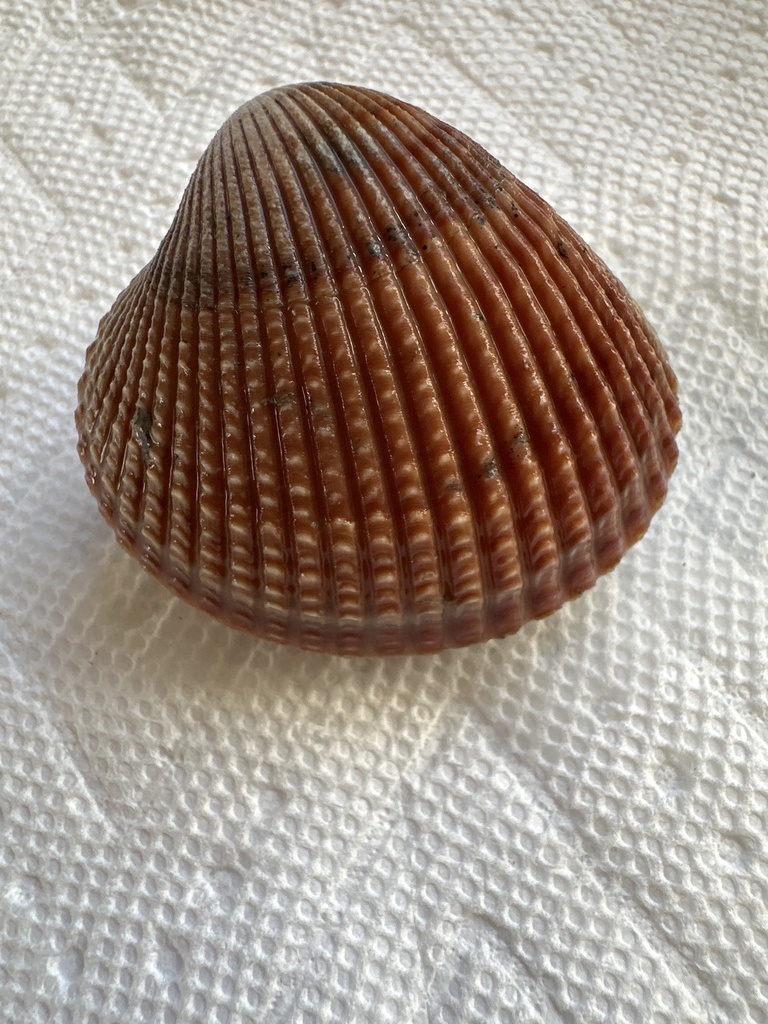 Nuttall's Cockle from Jackman St, Port Townsend, WA, US on March 17 ...