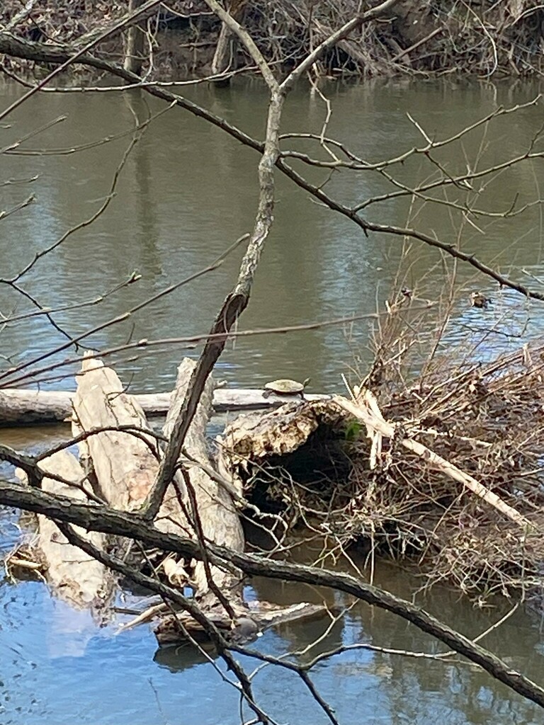 River Cooter from Woodland Heights, Richmond, VA 23225, USA on March 17 ...