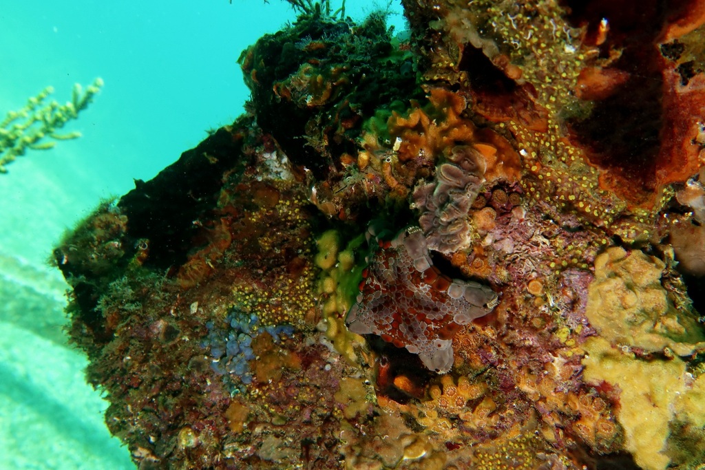 Common Biscuit Star from Rapid Bay jetty on March 16, 2024 at 03:35 PM ...