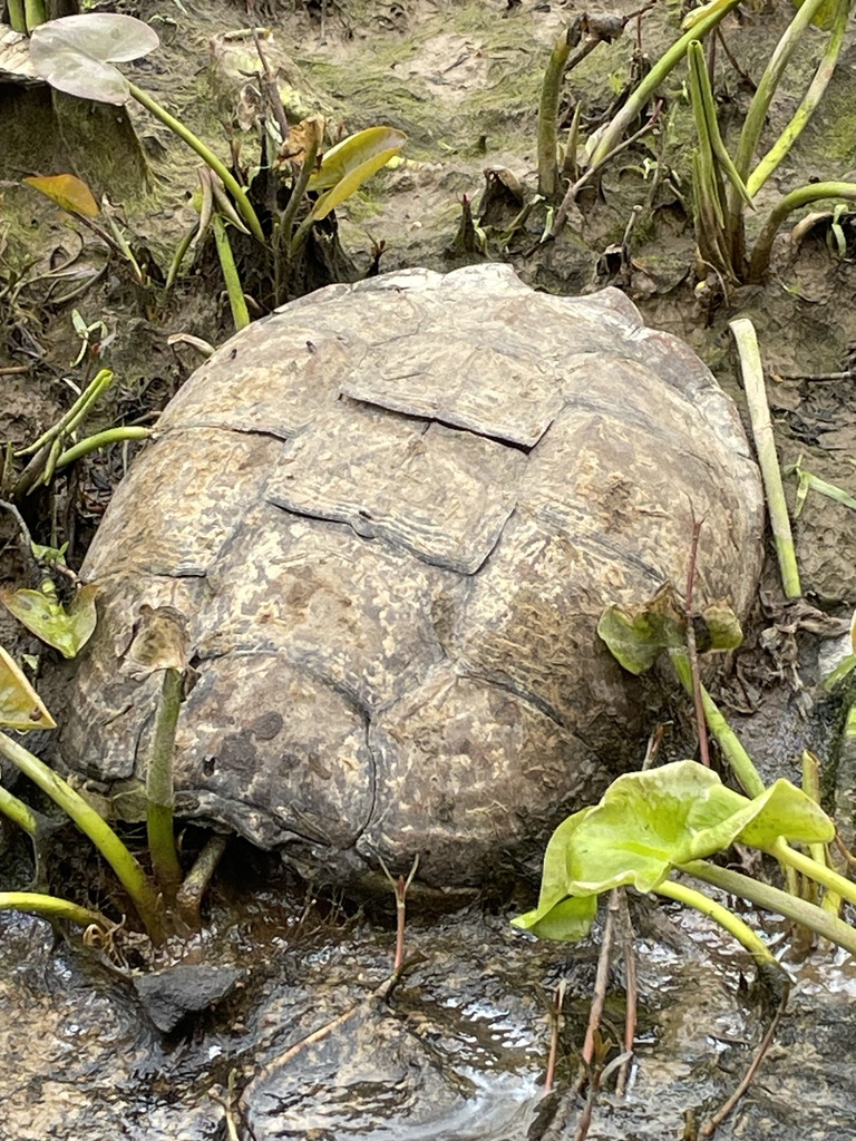 Common Snapping Turtle from Wadesboro, NC, US on March 17, 2024 at 10: ...
