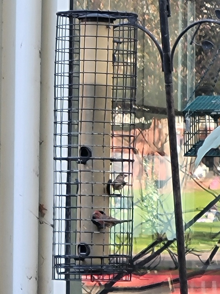 Perching Birds from Central Area, Salem, OR, USA on February 15, 2024 ...