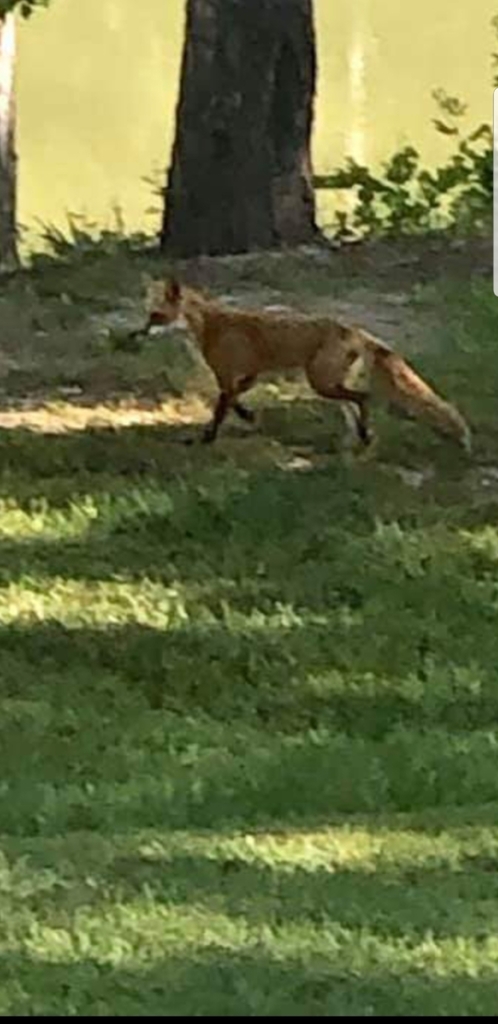 Red Fox in April 2019 by connorbowman · iNaturalist