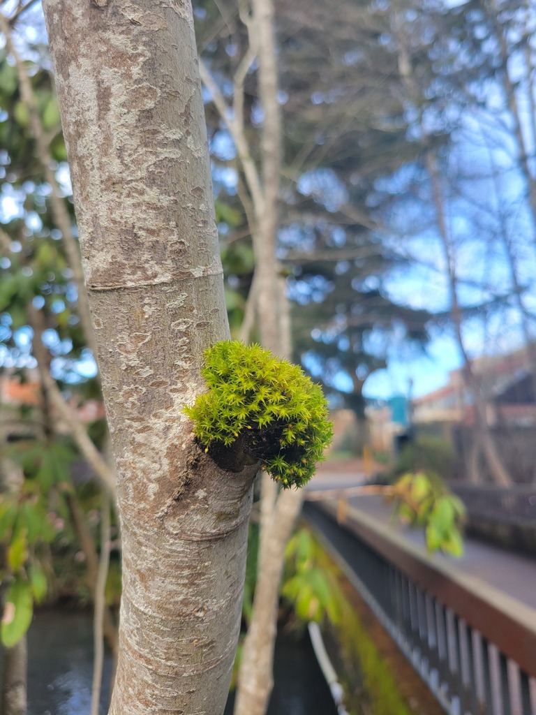 Orthotrichaceae from Central Area, Salem, OR, USA on February 15, 2024 ...