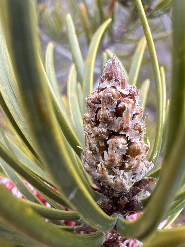 Jack pine from Peggys Cove Preservation Area, Halifax, NS, CA on March ...