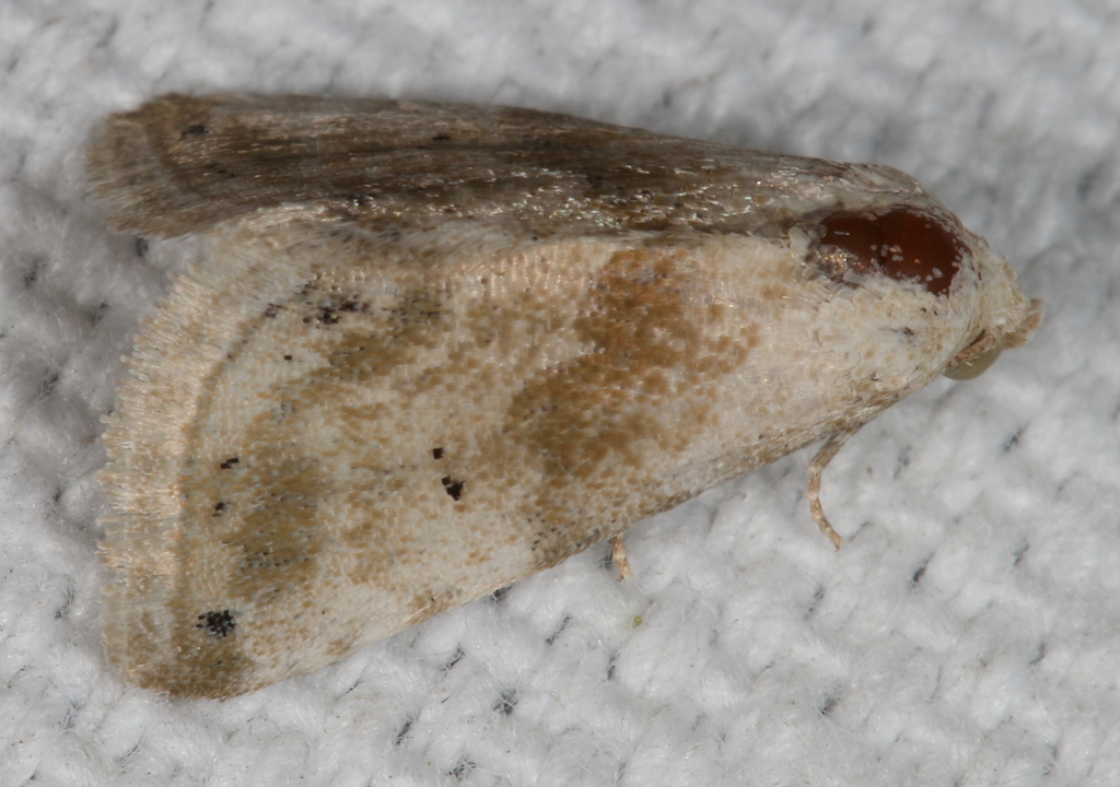 Everlasting Bud Moth from Liberty, TX, USA on March 15, 2024 at 06:30 ...