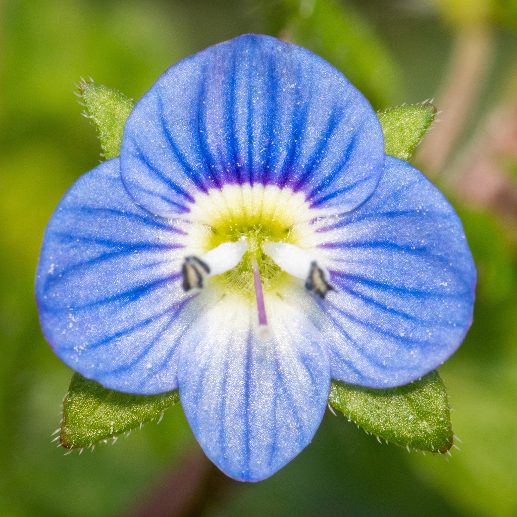 bird's-eye speedwell from Park Forest Village, PA 16803, USA on March ...