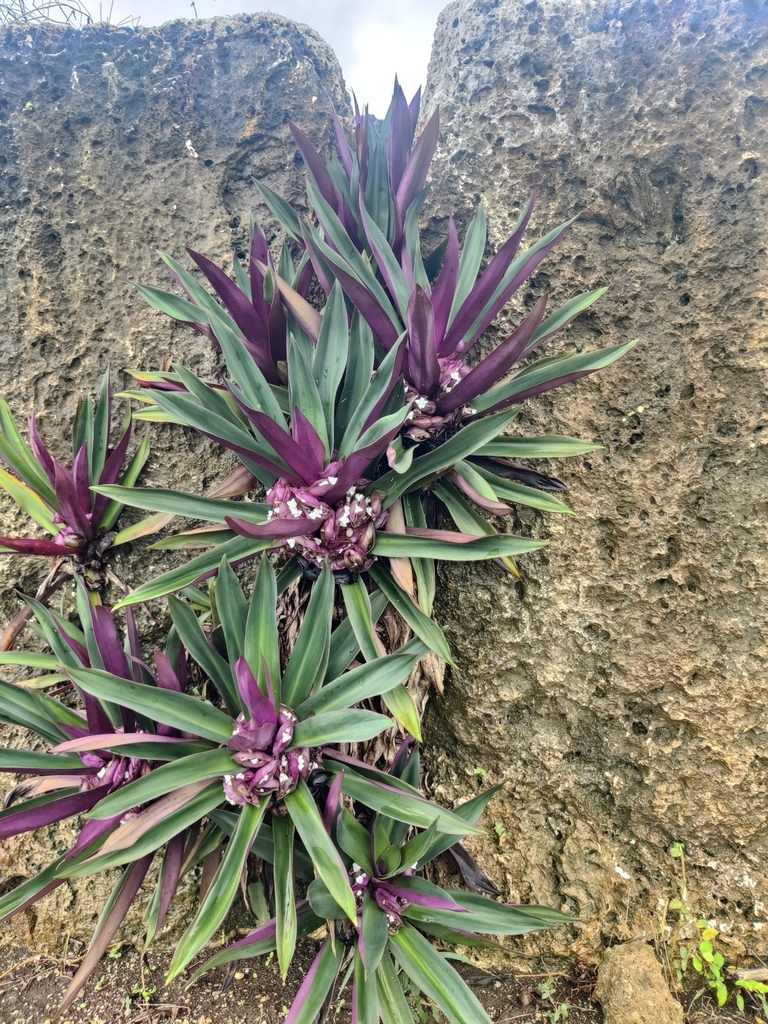 Moses-in-the-cradle from RVGM+2CR, Mu'a, Tonga on March 18, 2024 at 11: ...
