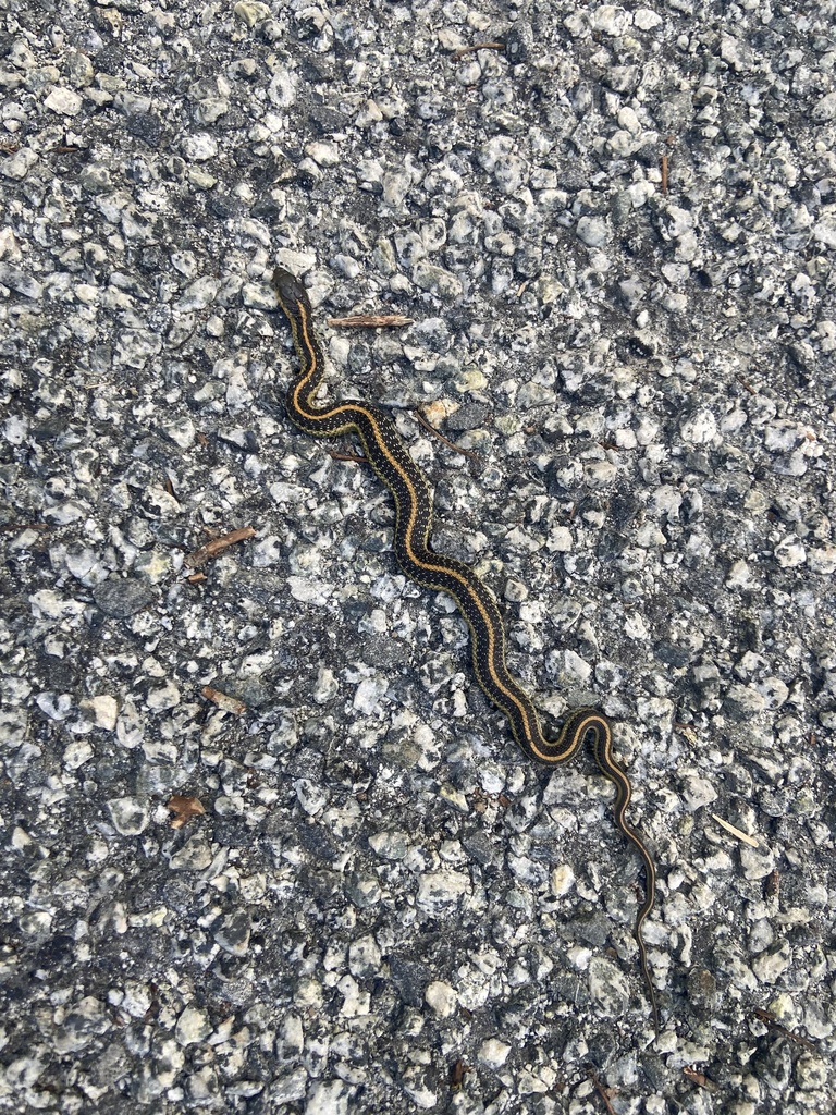 Diablo Range Garter Snake from Henry W. Coe State Wilderness, Livermore ...