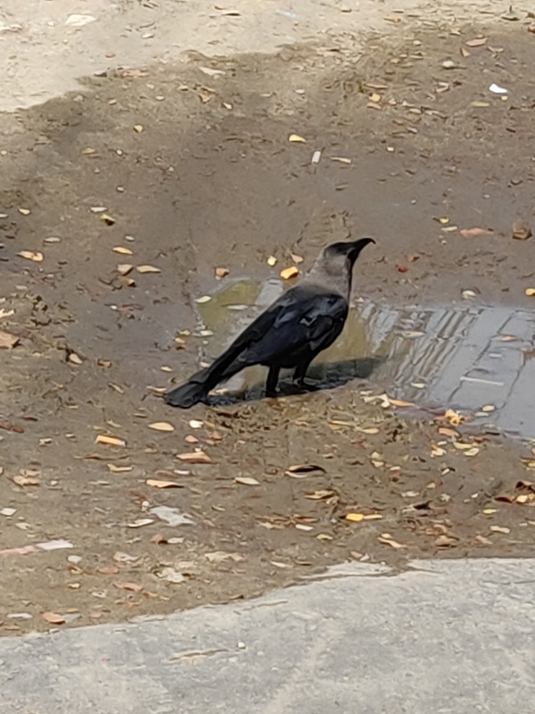 House Crow from Dhaka, BD-DA, BD on April 26, 2019 at 09:26 AM by ...