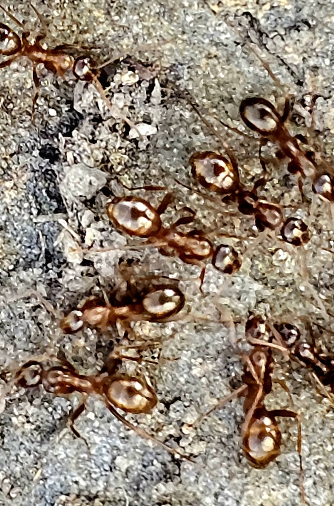 pallidefulva-group Field Ants from 649R+RX, Laurel Run, PA 18706, USA ...