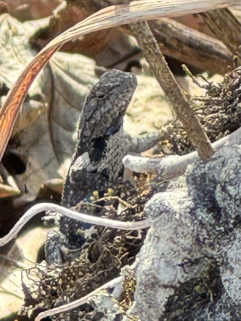 Prairie Lizard from Meramec State Park, Sullivan, MO, US on March 16 ...