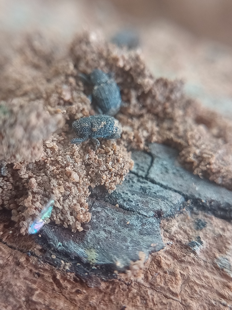 True Weevils from Ribeira do Pombal - BA, Brasil on March 17, 2024 at ...
