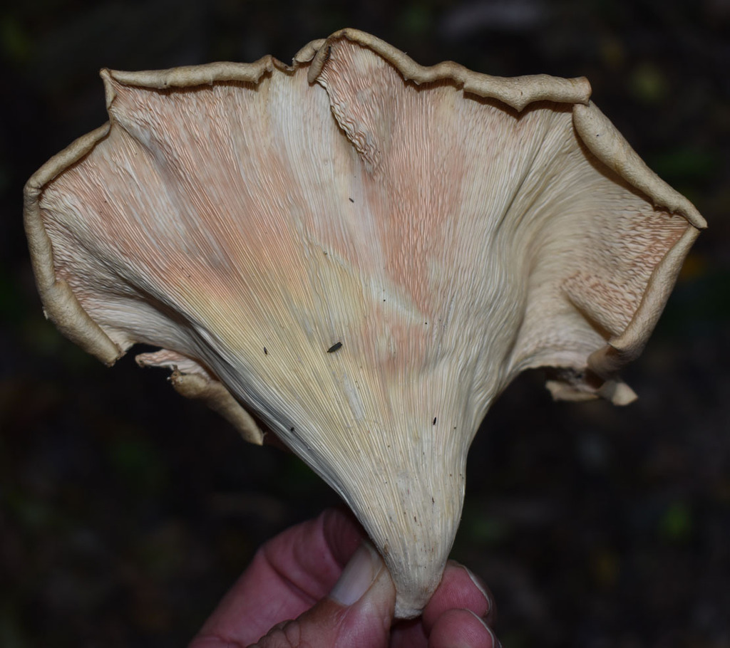 Funnel Woodcap from Cairns - Barron, AU-QL, AU on December 24, 2023 at ...
