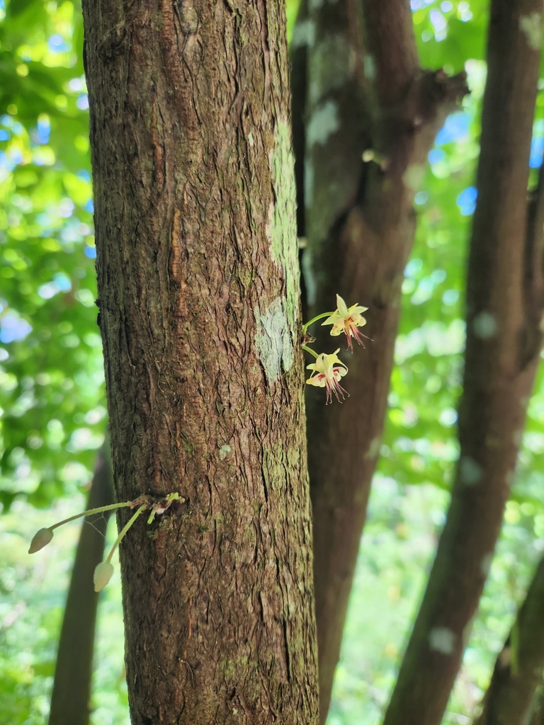 cacao tree from 46RQ+WFG, Apia, Samoa on March 18, 2024 at 12:23 PM by ...