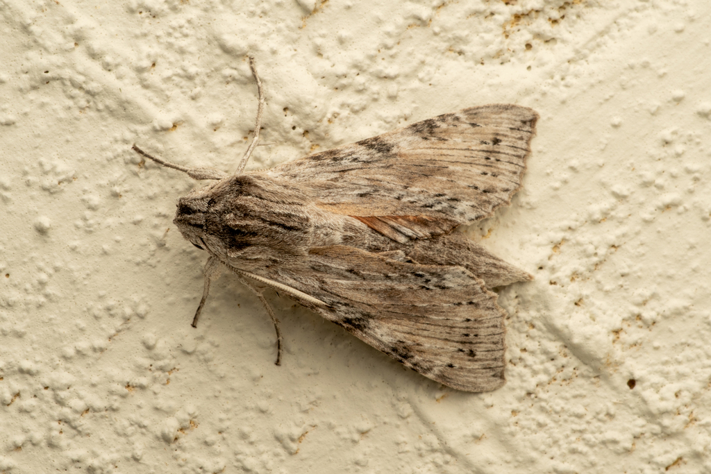 Erinnyis guttularis from Middle Caicos, TKCA 1ZZ, Turks and Caicos ...