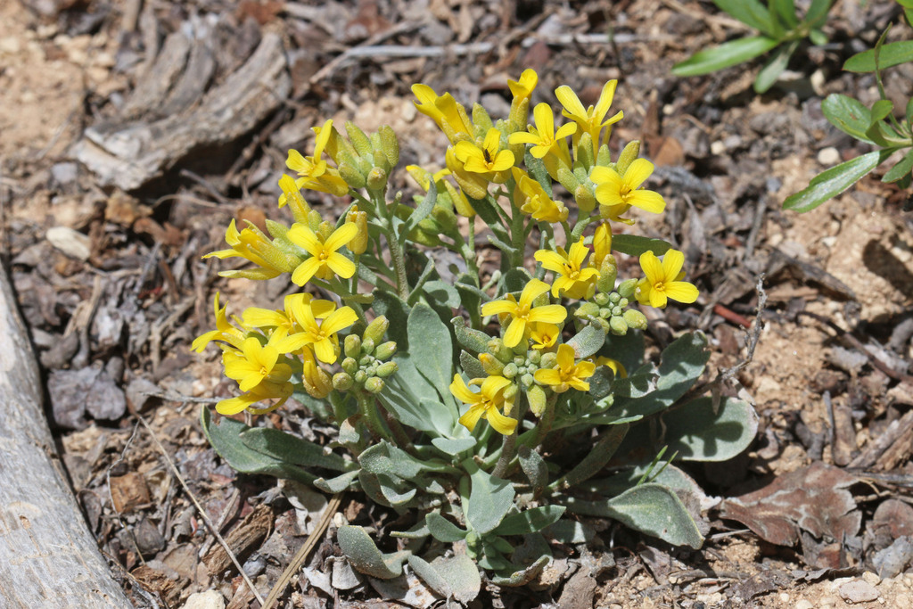 Double Bladderpod from Washington County, UT, USA on April 22, 2016 at ...