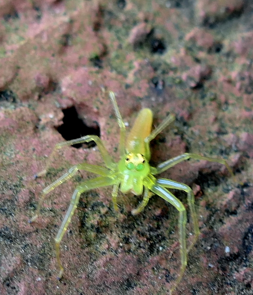 Translucent Green Jumping Spiders from Zona rural de Paudalho ...