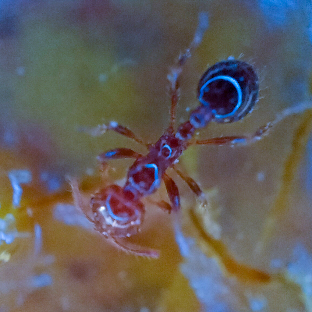 Red Imported Fire Ant from Bosques de Aragon, Cdad. Nezahualcóyotl, Méx ...