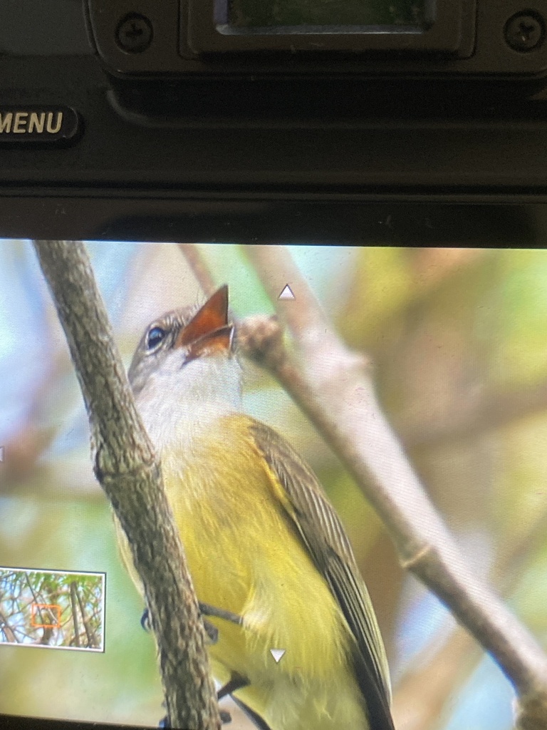 Lemon-bellied Flyrobin from Charles Darwin National Park, Charles ...