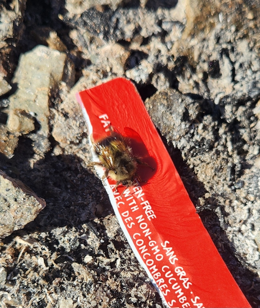 Sitka Bumble Bee from Central Coast, BC, Canada on March 16, 2024 at 12 ...