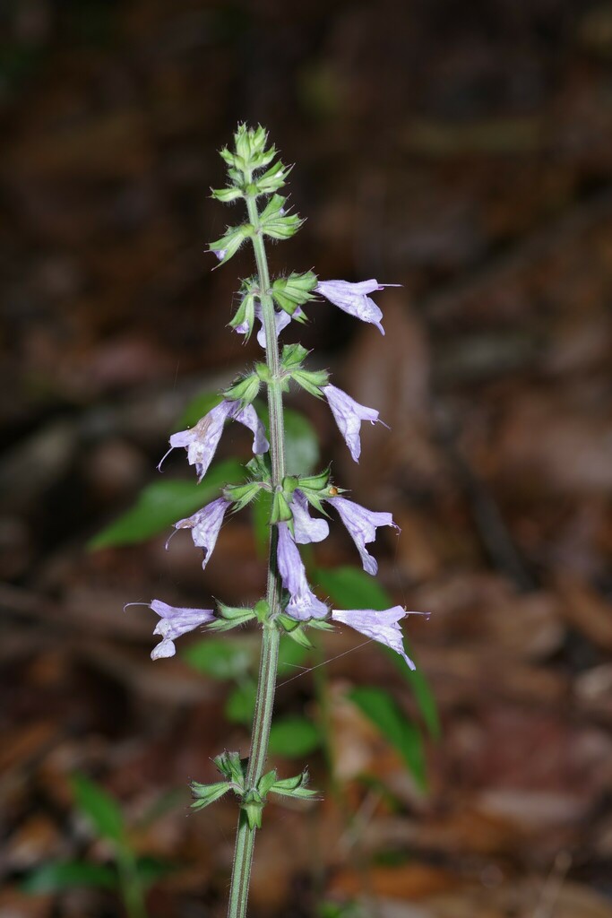 lyreleaf sage from Brevard County Enchanted Forest Sanctuary, 444 ...