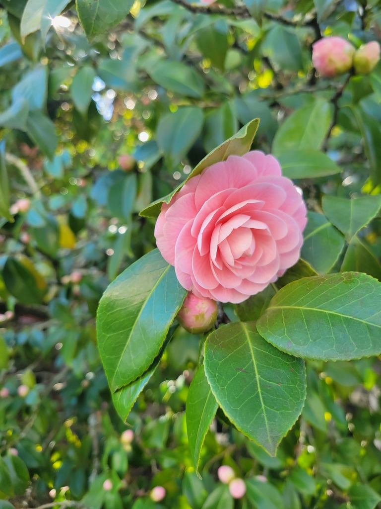 Camellias from Central Area, Salem, OR, USA on February 22, 2024 at 12: ...