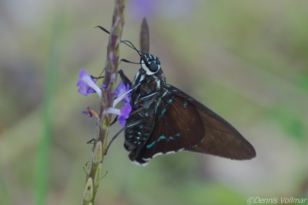 Florida Mangrove Skipper from Miami-Dade County, FL, USA on March 17 ...