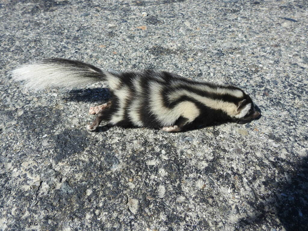 Spotted Skunks from Salina Cruz (municipio), Oax., México on December ...