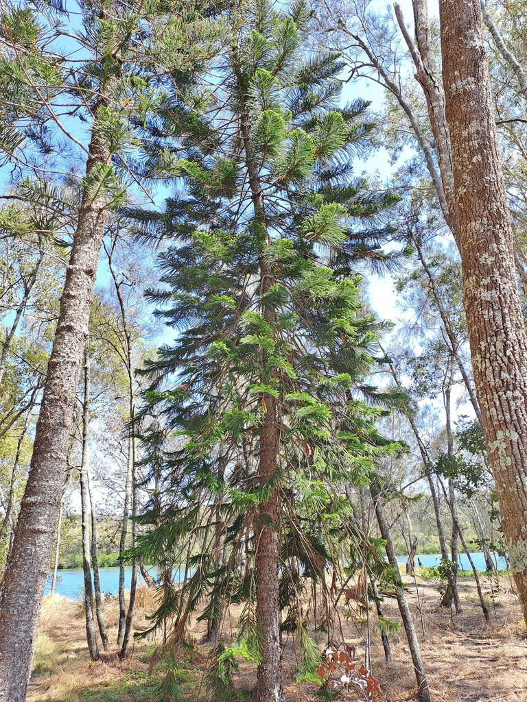 Cook pine from Gold Coast QLD, Australia on October 1, 2023 at 10:11 AM ...