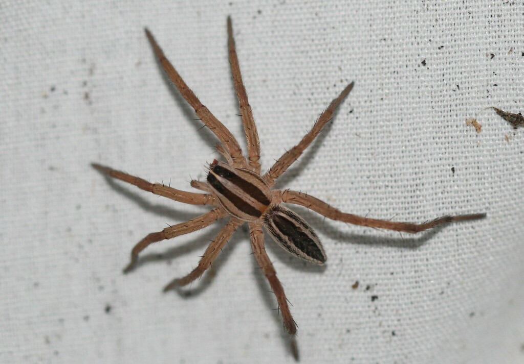 Rabid Wolf Spider from South Side, Corpus Christi, TX, USA on March 17 ...