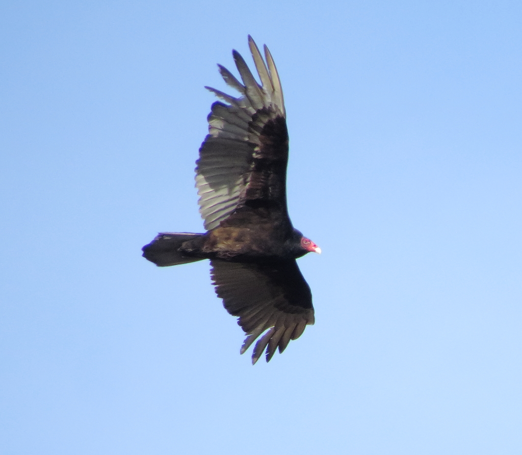 Turkey Vulture from Oxley Nature Center, Tulsa County OK on March 17 ...