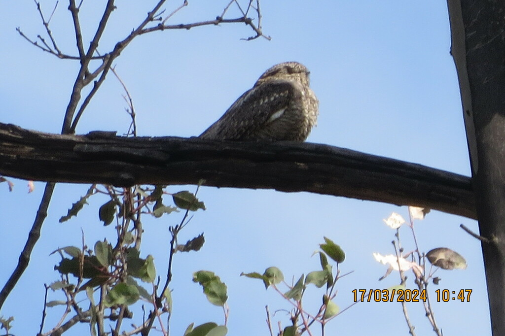 Lesser Nighthawk from Parque Nacional Cerro de la Estrella, Ciudad de ...