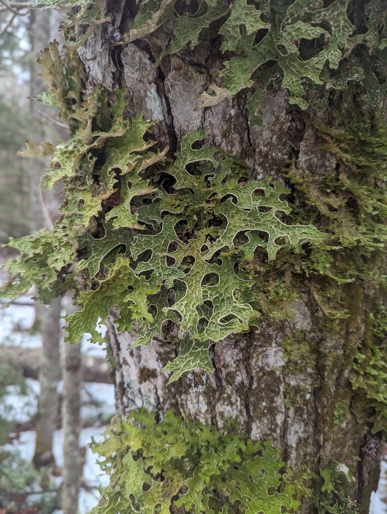 Tree Lungwort from Jeffries Corner, NB E4E 4A6, Canada on March 17 ...