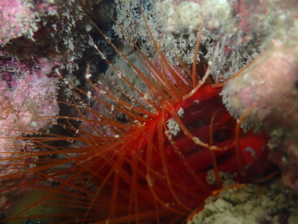 Rough File Clam from Mar Caribe, Colón, PA on March 16, 2024 at 03:08 ...